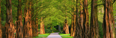Tree Planting St Catharines On | 9 Best Trees to Plant in the Fall